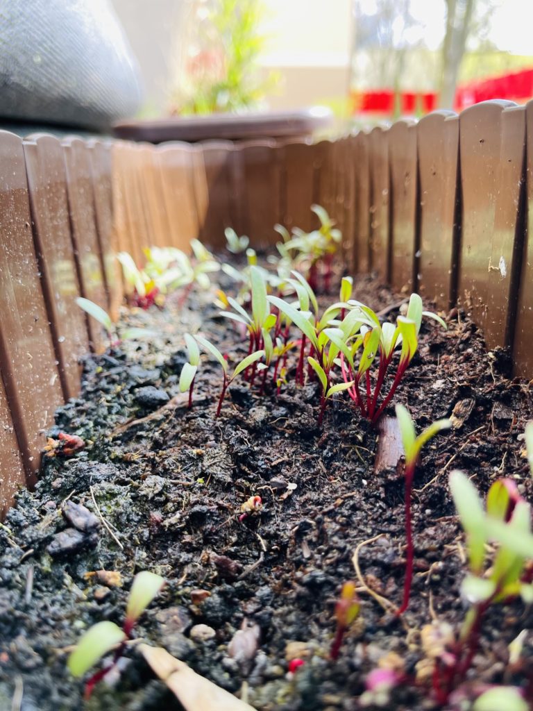 Tymczasem w ogrodzie – nasze uprawy – Prywatne Przedszkole Lauder-Morasha