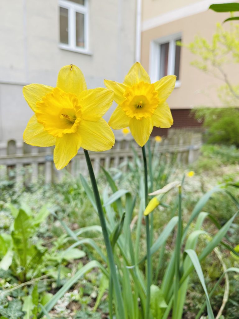 Tymczasem w ogrodzie – nasze uprawy – Prywatne Przedszkole Lauder-Morasha