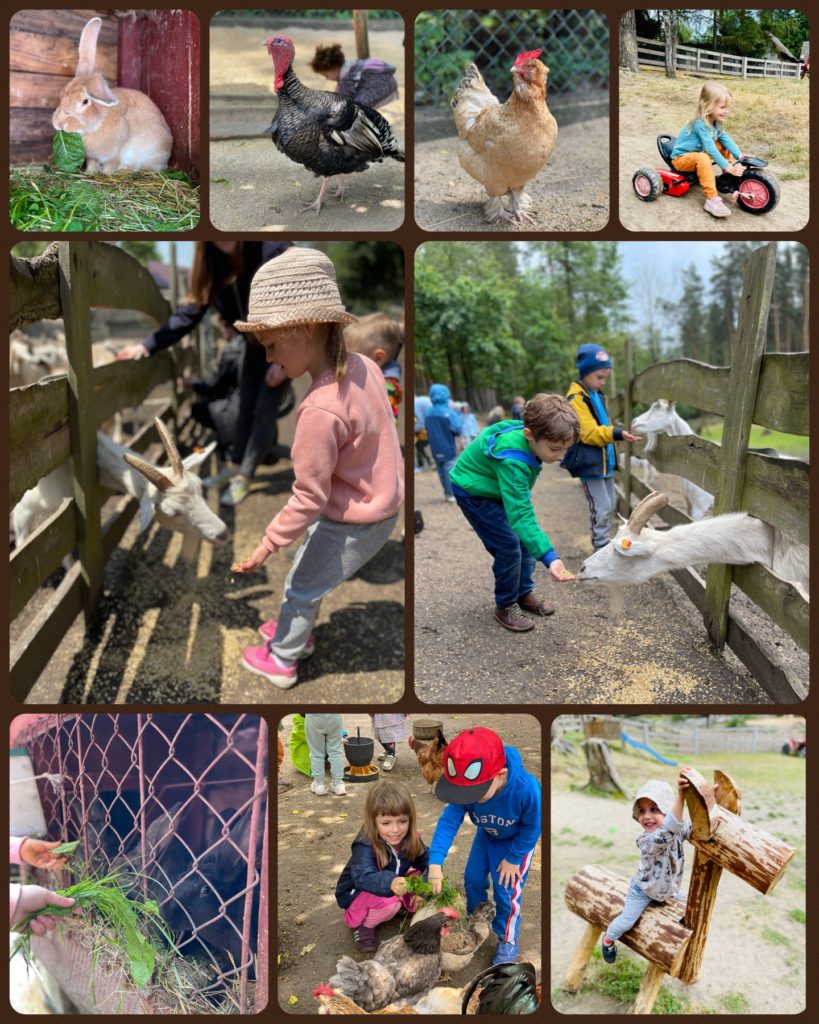 Wycieczka do Stajni Kaliska – Prywatne Przedszkole Lauder-Morasha