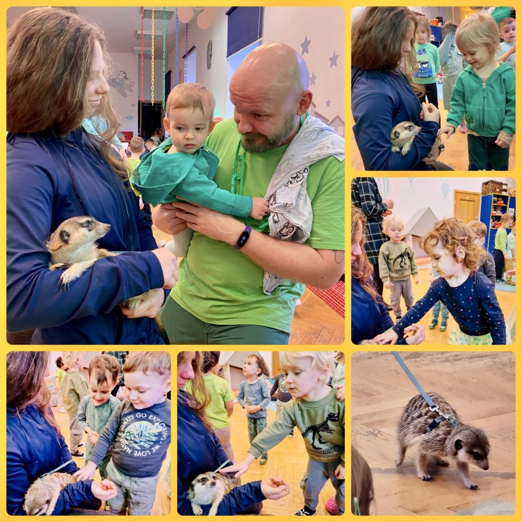 Surykatki – Prywatne Przedszkole Lauder-Morasha